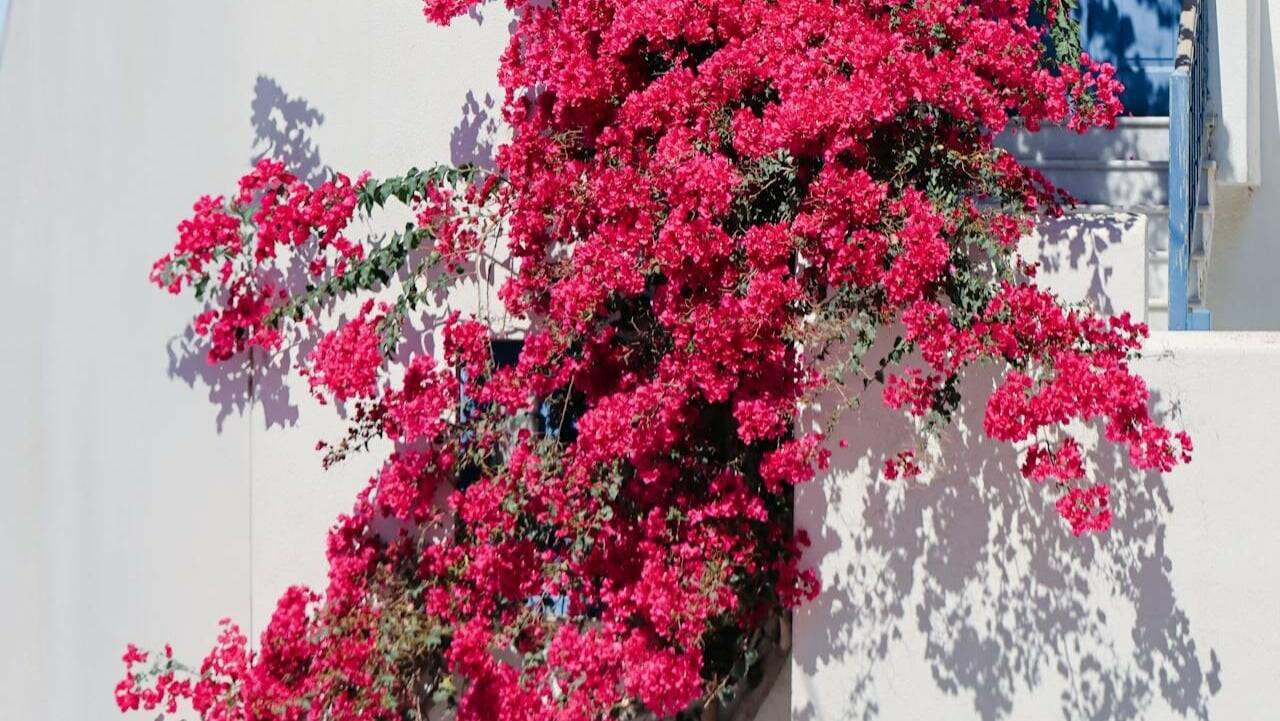 Como plantar flores sempreviva en invernadoiros de xardín? | Fertri ...