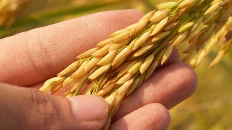 Growing rice on large areas: Everything you need to know | Fertri ...