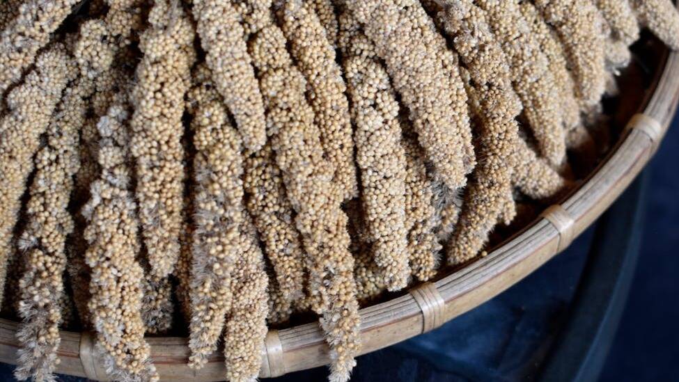How to grow sorghum? Planting and harvesting guide | Fertri Invernaderos