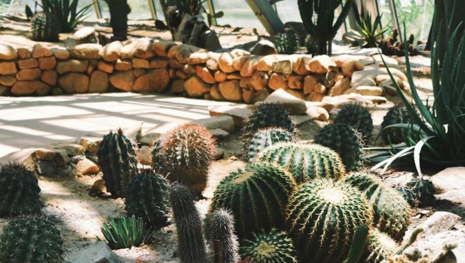 What varieties of cactus can you plant in garden greenhouses?