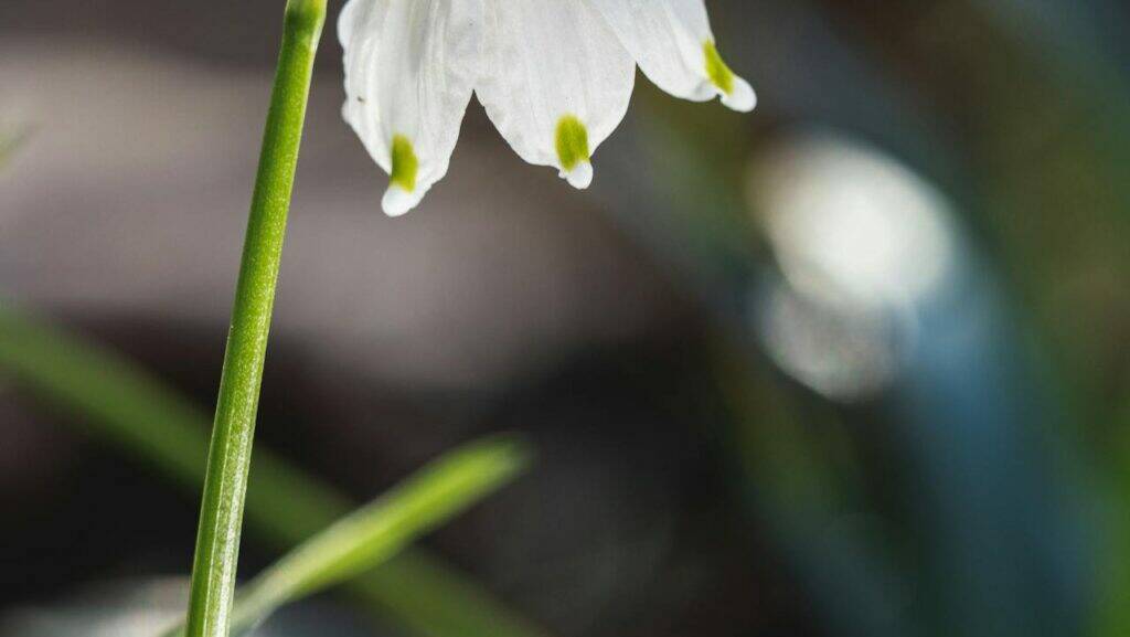 Stages of growth in plants: Importance for growing plants and flowers
