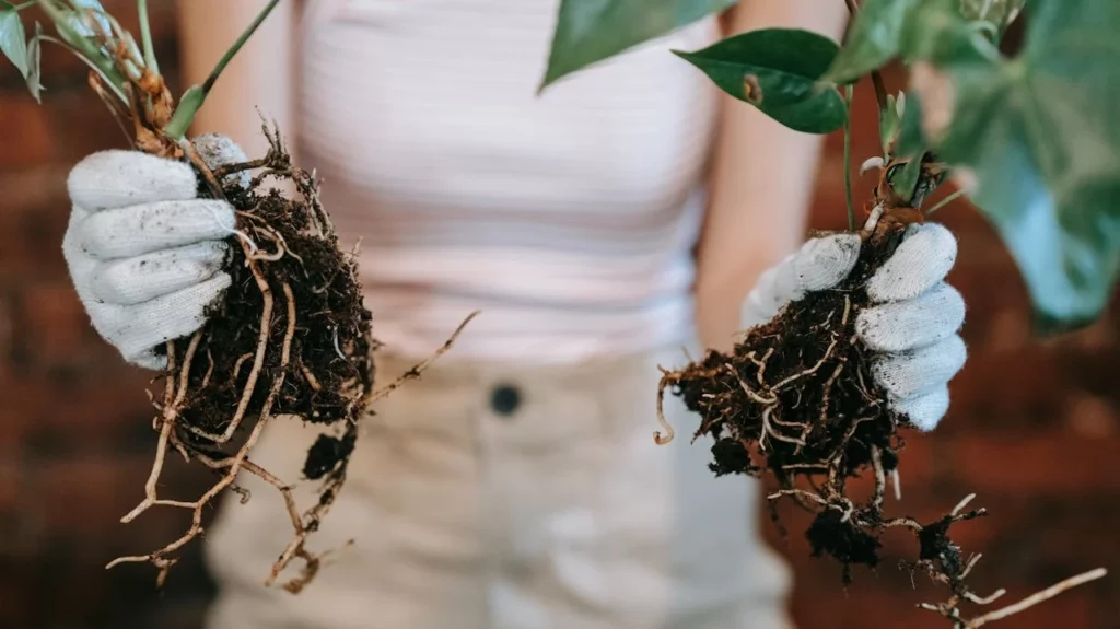 What are the parts of plants? Functions and how to make them grow properly